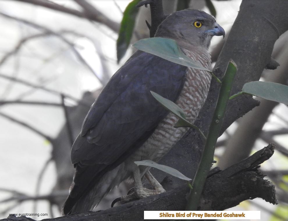 Shikra Goshawk